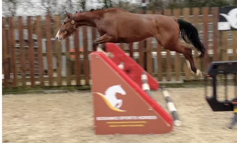 Bosanko Sports Horses | Dakar vdl(cardento ) x concorde x lux(2020)mare