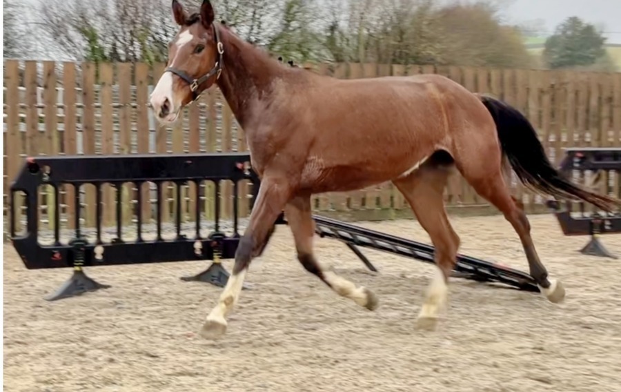 Bosanko Sports Horses | Dakar vdl(cardento ) x concorde x lux(2020)mare