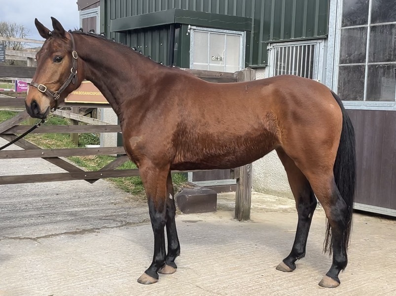 Bosanko Sports Horses | Jaystar(big star x cardento)x cornets prinz ...