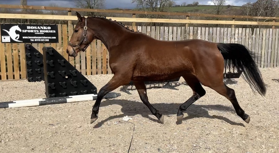 Bosanko Sports Horses | Jaystar(big star x cardento)x cornets prinz ...