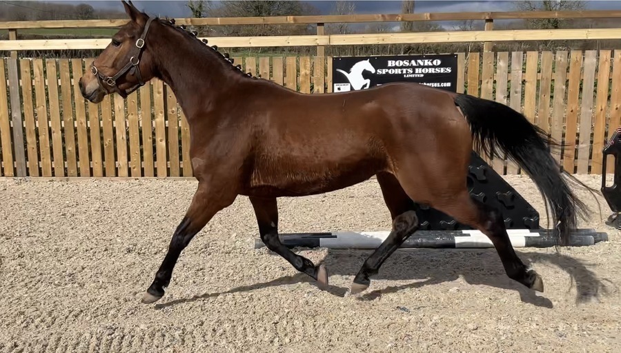 Bosanko Sports Horses | Jaystar(big star x cardento)x cornets prinz ...