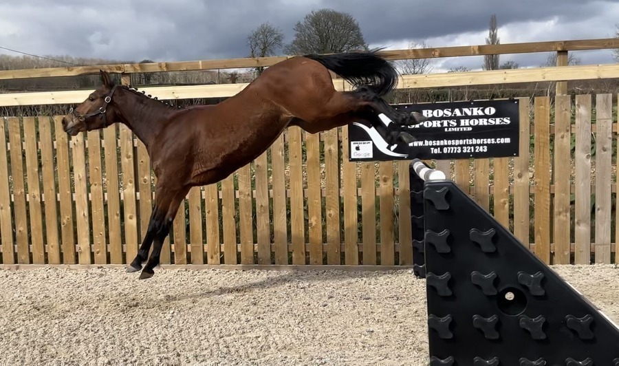 Bosanko Sports Horses | Jaystar(big star x cardento)x cornets prinz ...
