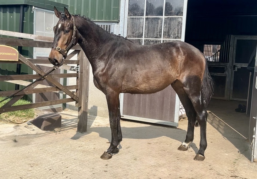 Bosanko Sports Horses | Pretty boy van de molenberg(balou du rouet x nabab)x asca z x quidam de ...