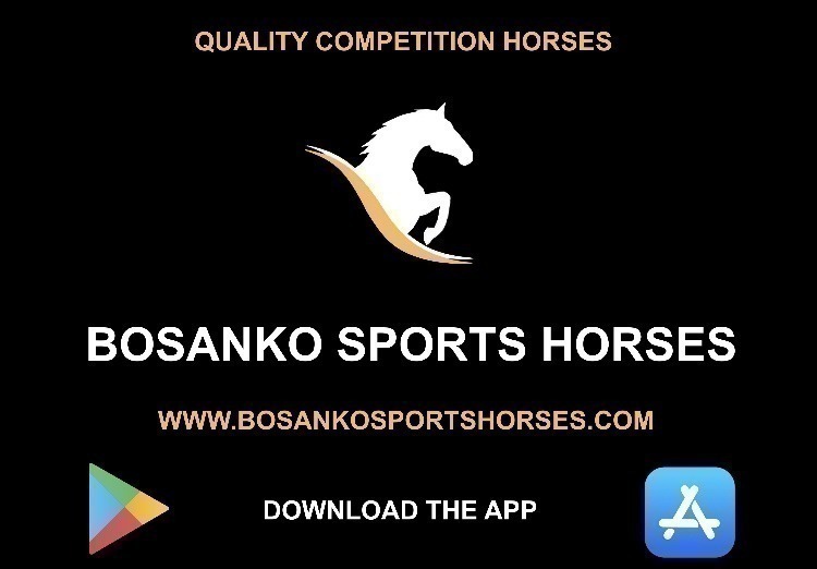 Bosanko Sports Horses | Ferguson(floriscount)x ferdeaux x tuschinski ...