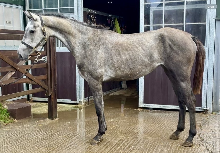 Bosanko Sports Horses | Cohinhoor vdl(cornet oblensky x stakatto)x ...