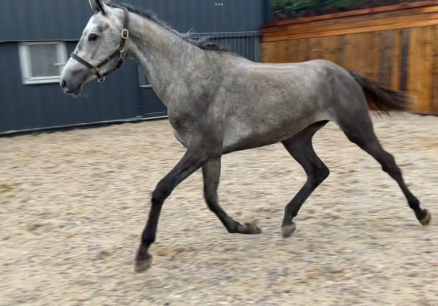 Bosanko Sports Horses | Cohinhoor vdl(cornet oblensky x stakatto)x ...