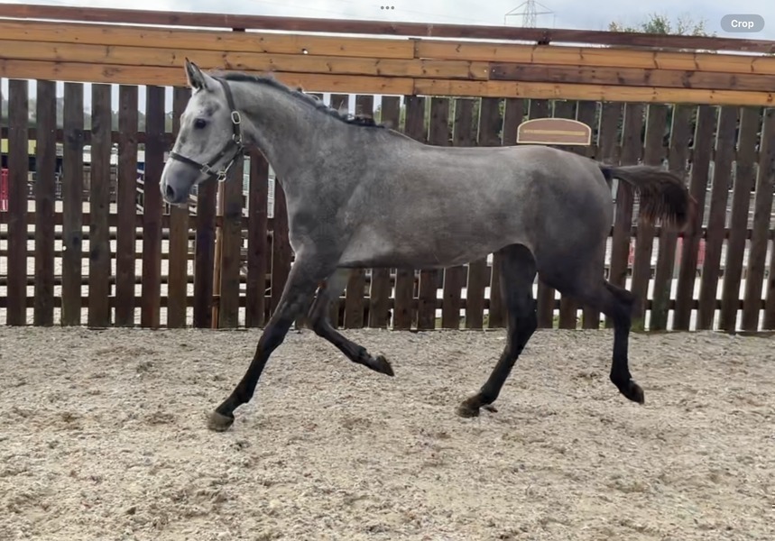 Bosanko Sports Horses | Cohinhoor vdl(cornet oblensky x stakatto)x ...